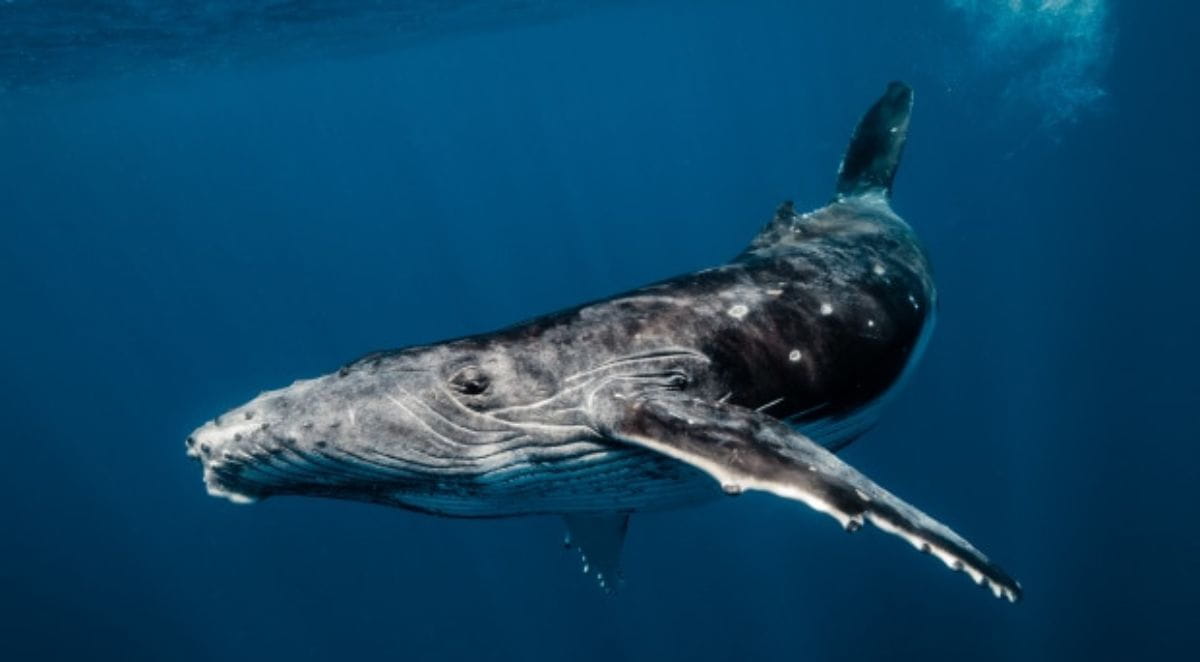 10 featured Billy Blue alumni photography portfolios | Torrens University