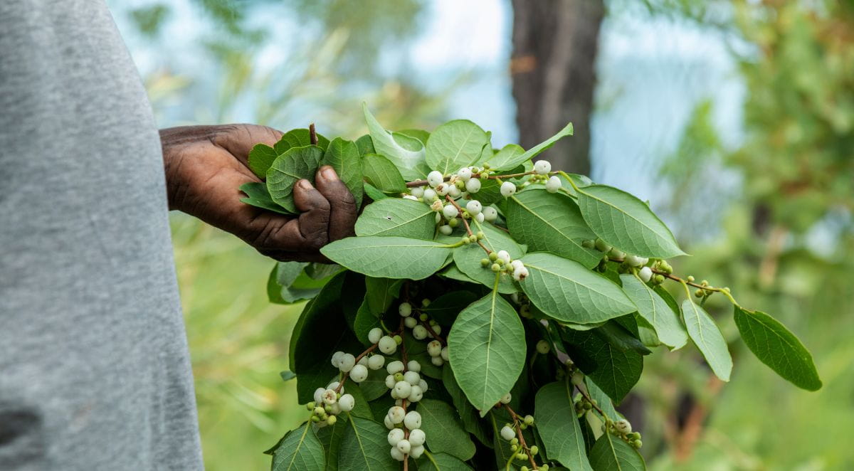 Connecting Indigenous communities through food & social eating ...